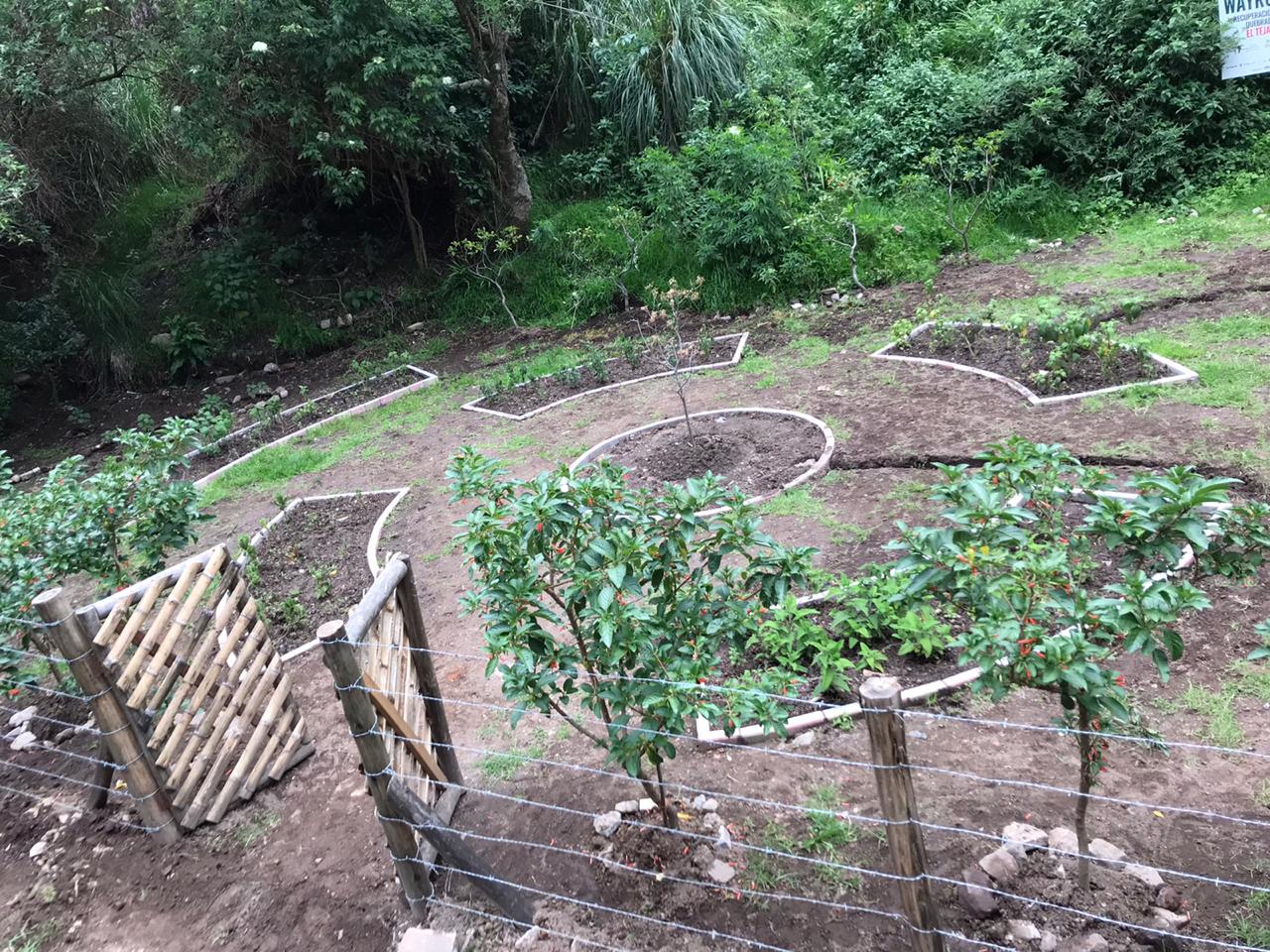 Árboles florales también forman parte del jardín de colibríes – Aves y ...