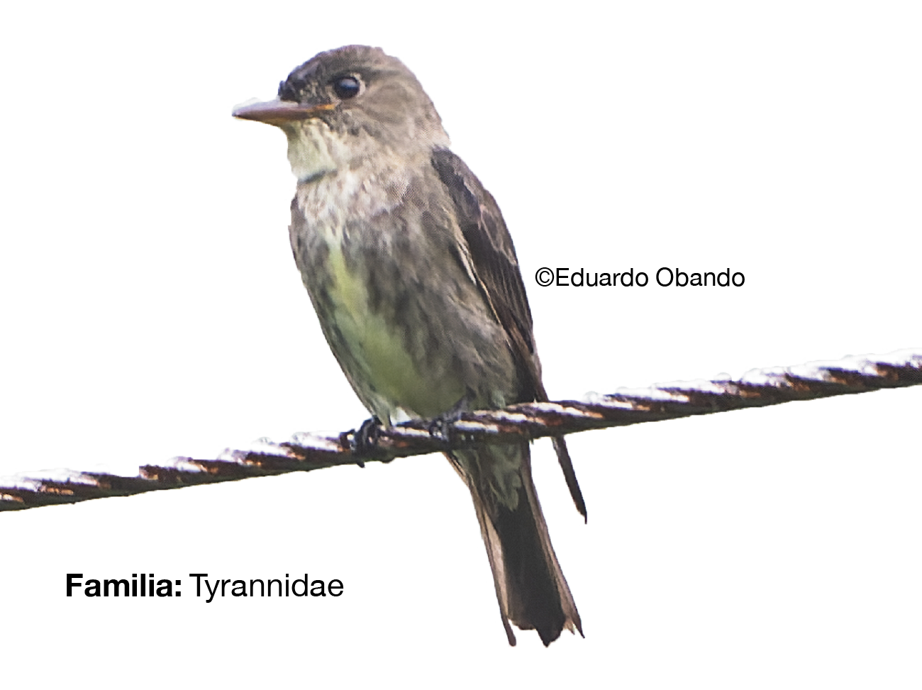 Aves Migratorias – Aves y Conservación