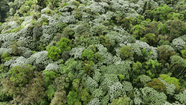 Global Forest Watch – Aves y Conservación