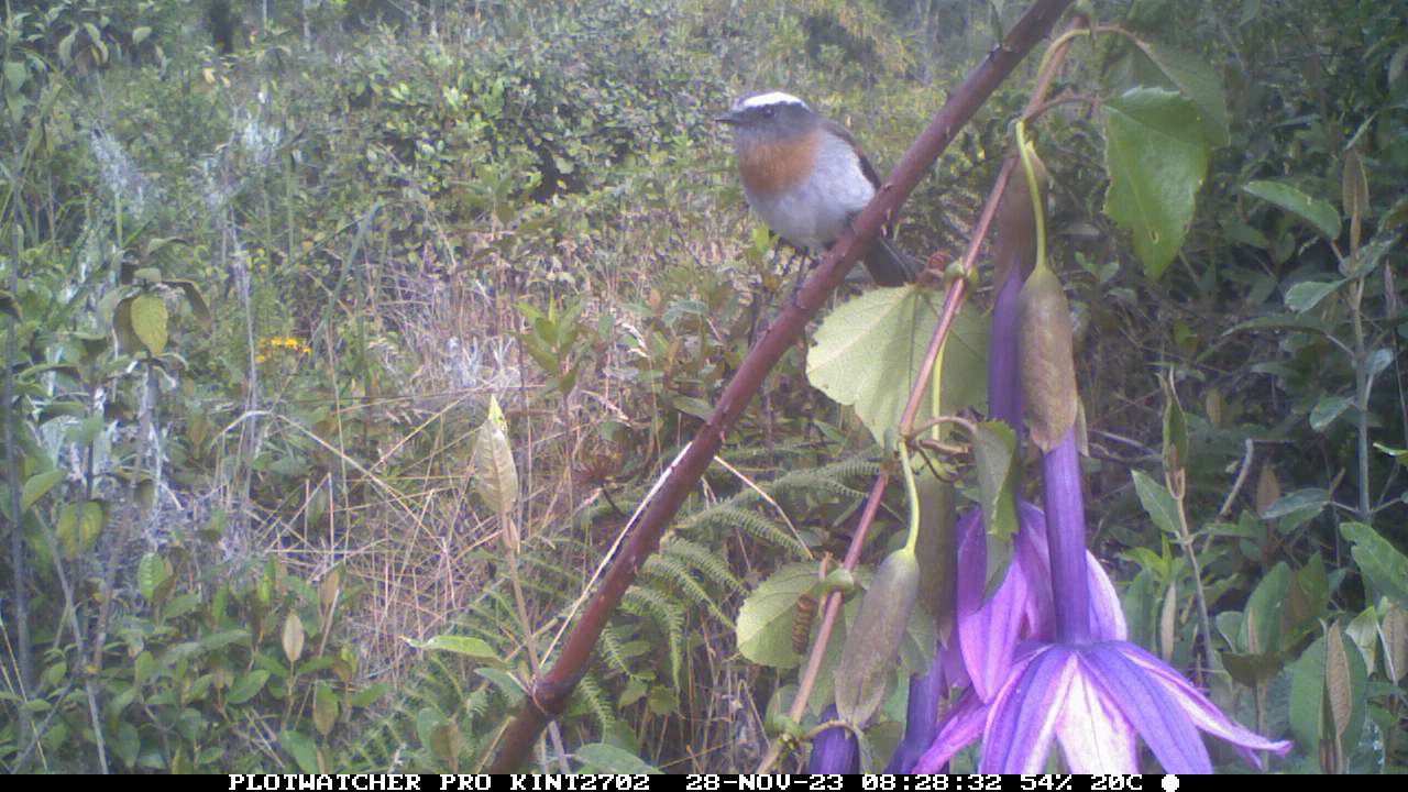Conoce el Programa Chocó – Andes de Aves y Conservación – Aves y ...