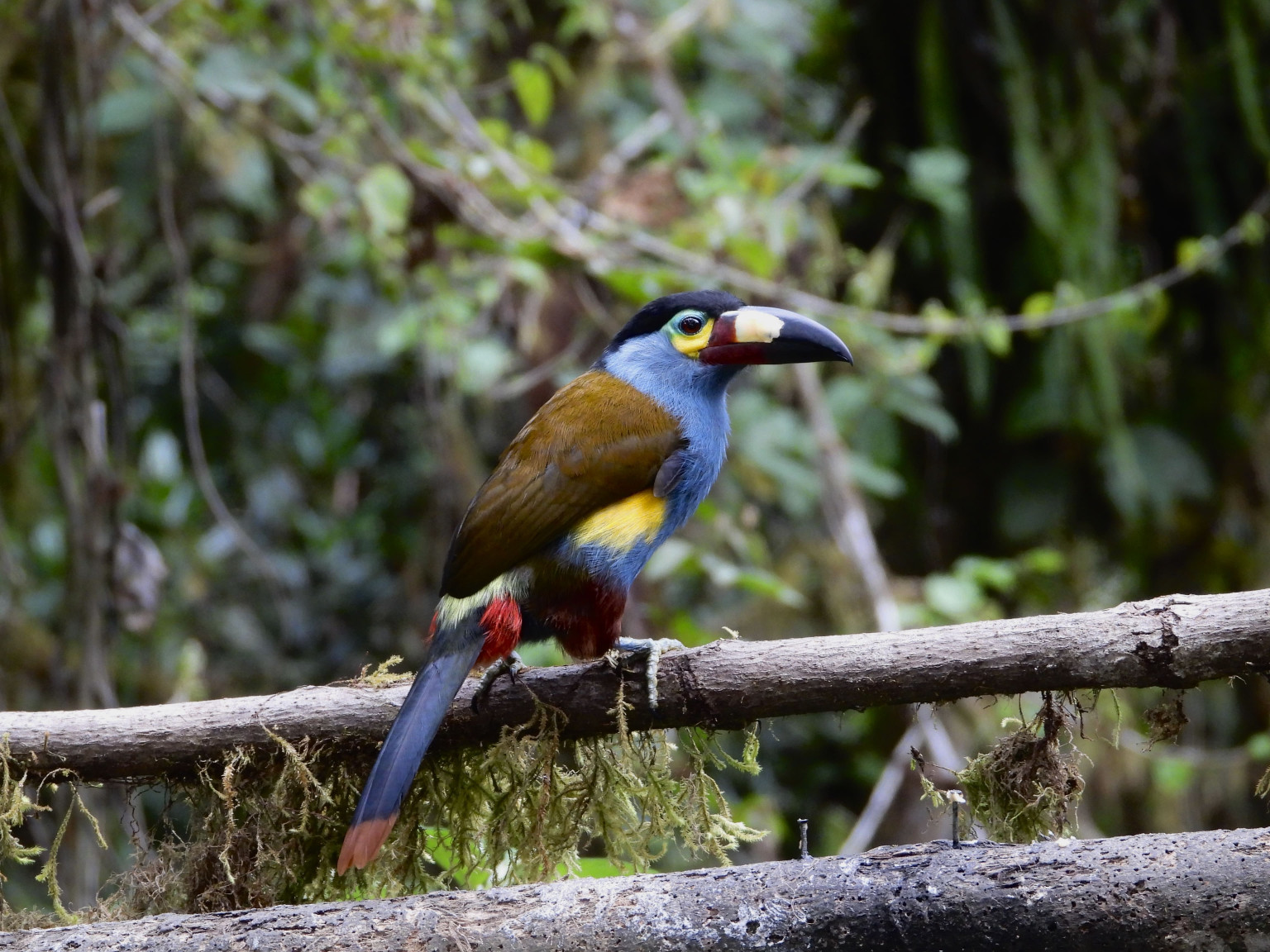 Reserva Kinti Toisán: Un Refugio para la Biodiversidad y la Investigación en la zona de Intag ...